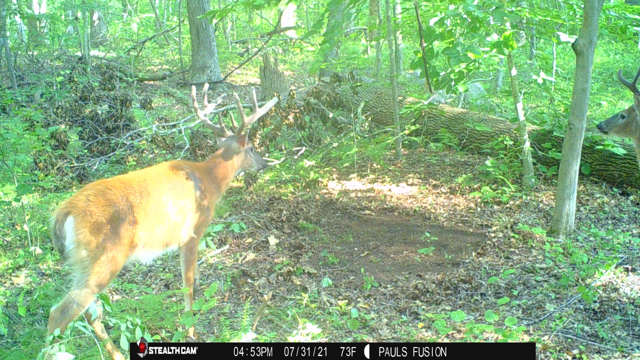 Fusion Global Cellular Trail Camera | Stealth Cam