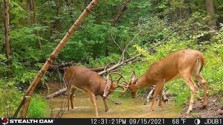 Stealth Cam - The Leader In Trail Camera Technology