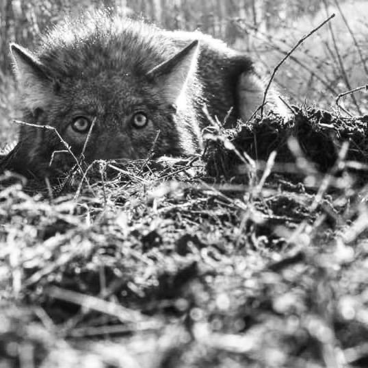 Cellular Cameras - The Gift That Keeps On Giving | Stealth Cam