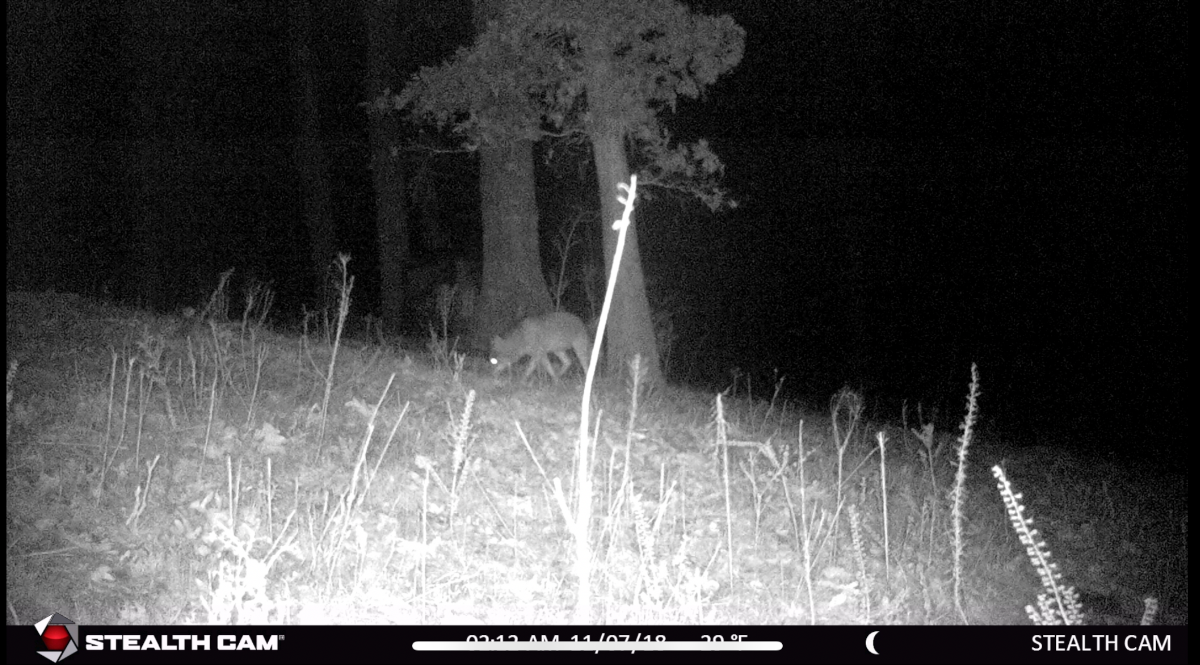 Why Trappers Should Invest In A Cellular Camera | Stealth Cam