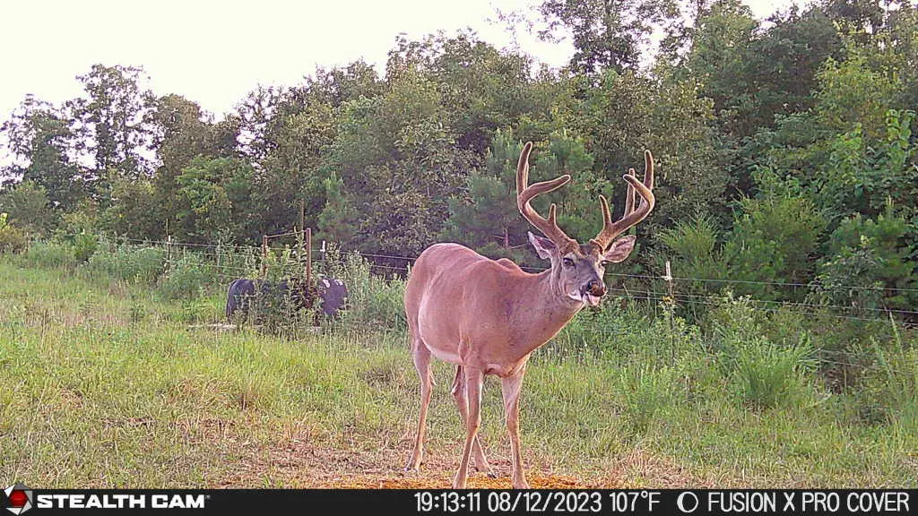 How To Shoot A Buck The First Week Of Season | Stealth Cam