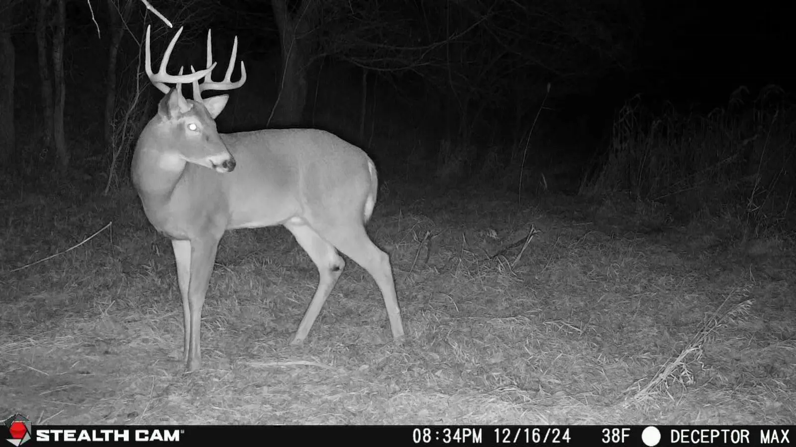 New Cellular Trail Cameras | Stealth Cam