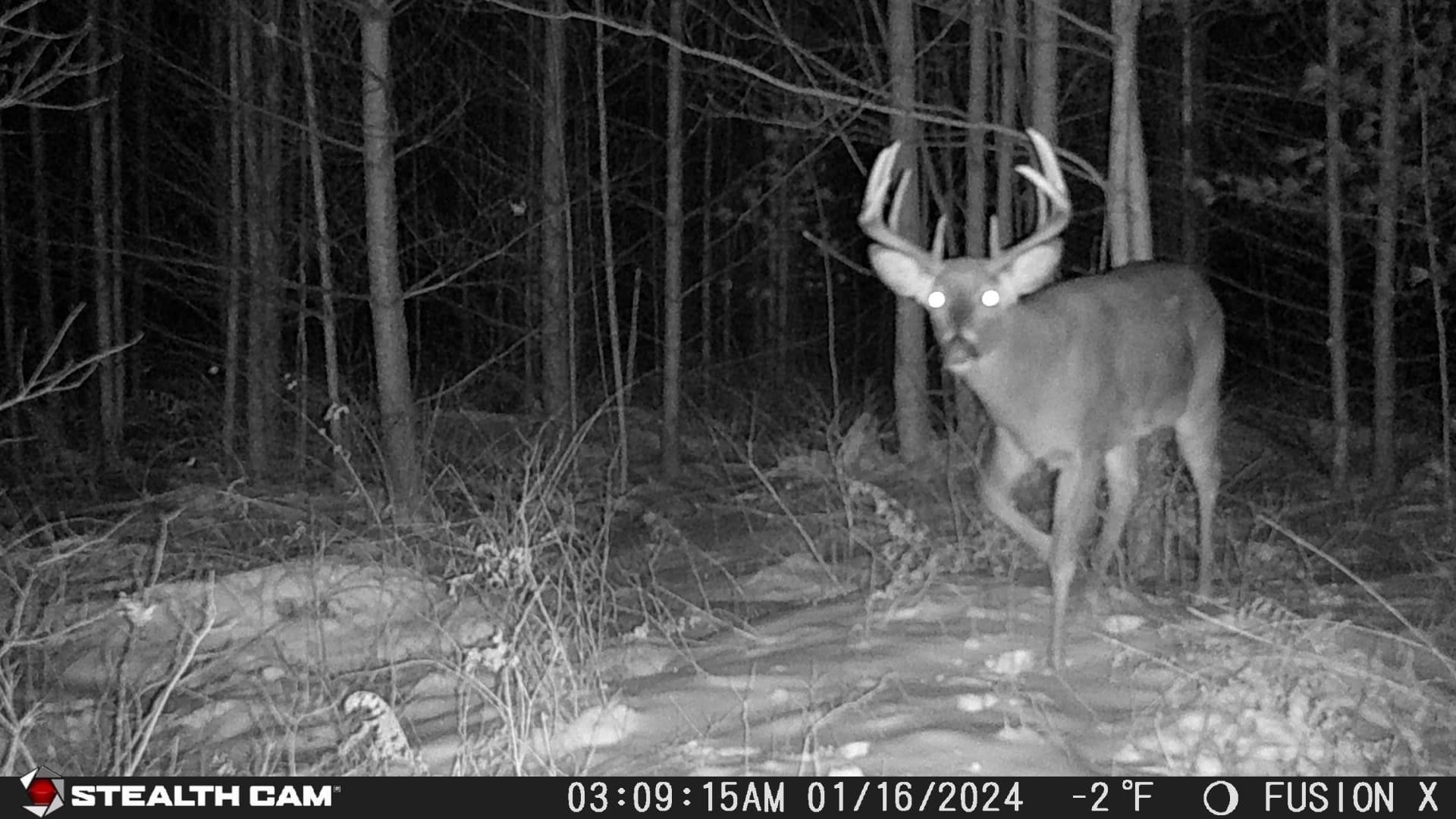 Winter Trail Cam Guide | Stealth Cam