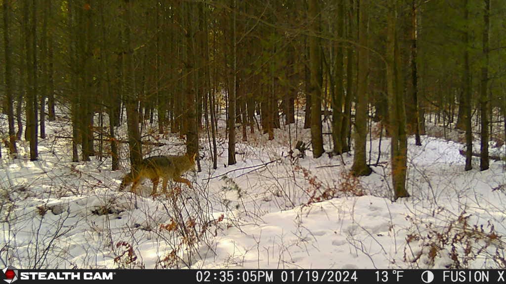 Winter Trail Cam Guide | Stealth Cam