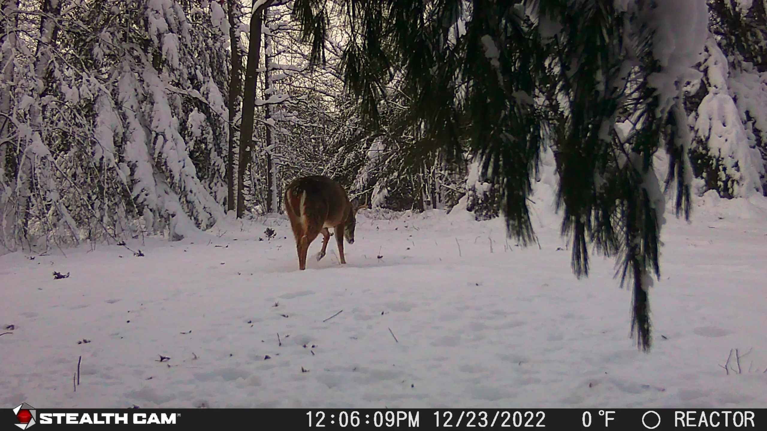 Winter Trail Cam Guide | Stealth Cam