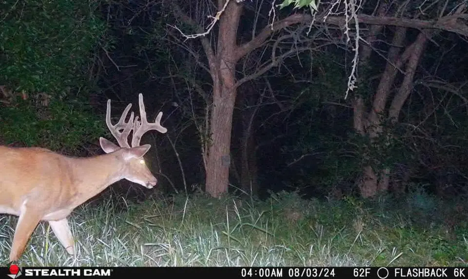 Flashback White Flash Cellular Trail Camera | Stealth Cam