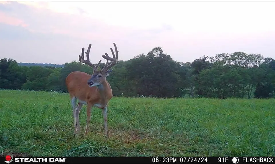 Flashback Xenon Flash Trail Camera | Stealth Cam