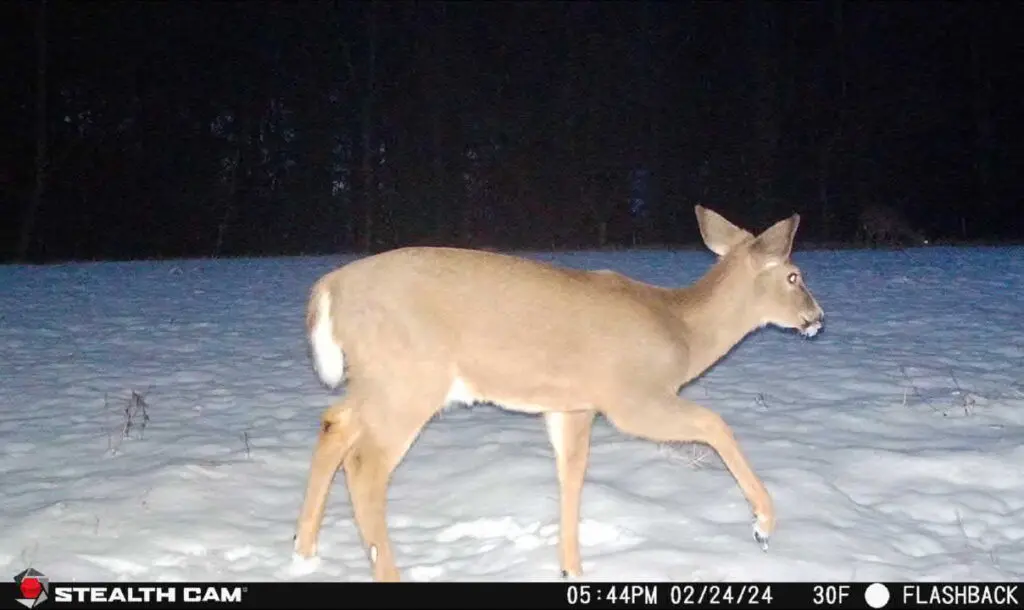 Flashback Xenon Flash Trail Camera | Stealth Cam