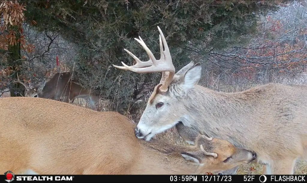 Flashback White Flash Cellular Trail Camera | Stealth Cam
