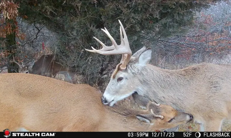 Flashback Xenon Flash Trail Camera | Stealth Cam