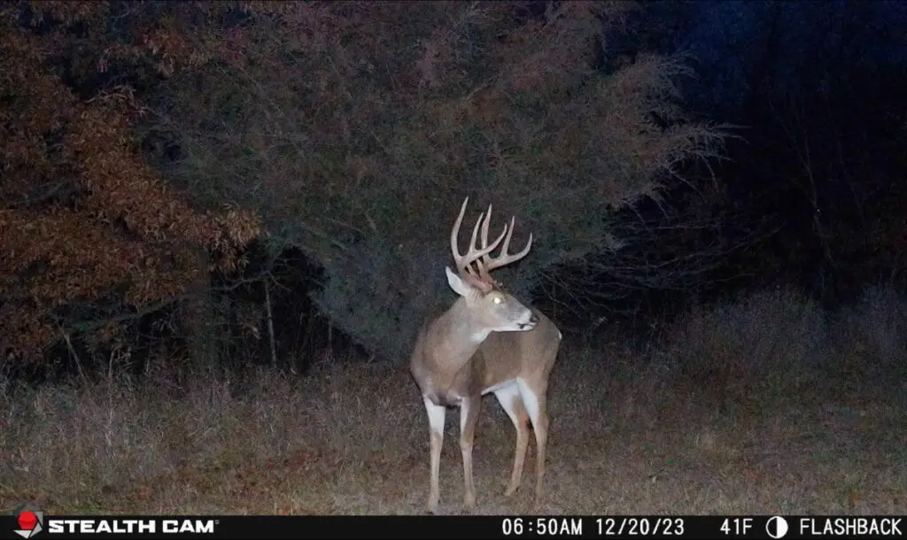 Flashback Xenon Flash Trail Camera | Stealth Cam