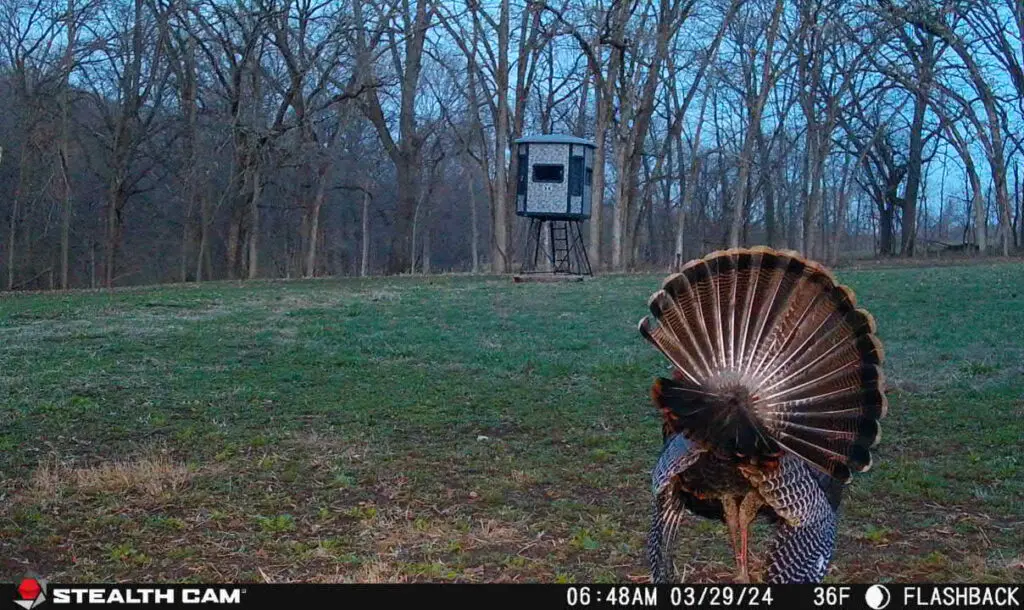 Flashback Xenon Flash Trail Camera | Stealth Cam