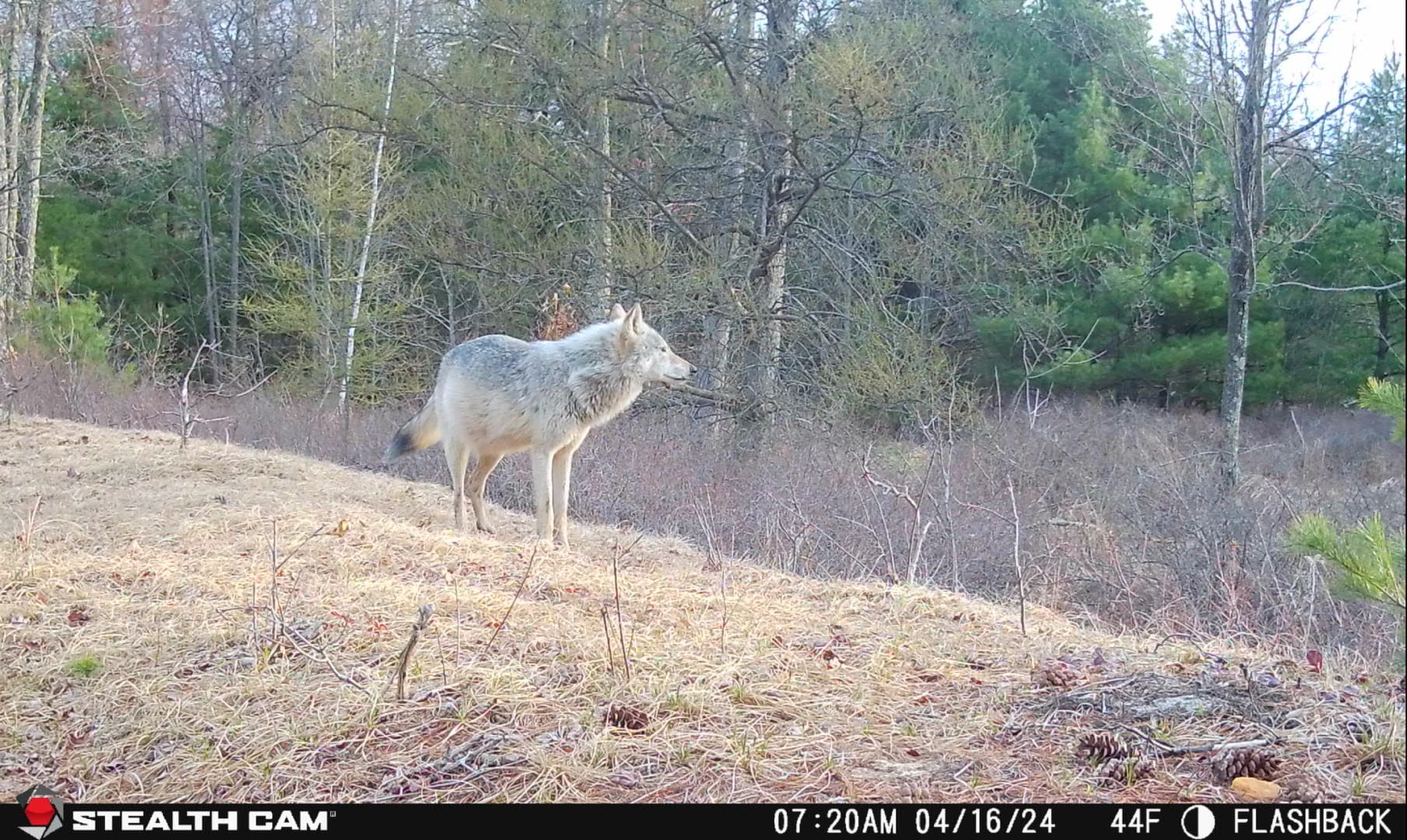 Flashback White Flash Cellular Trail Camera | Stealth Cam