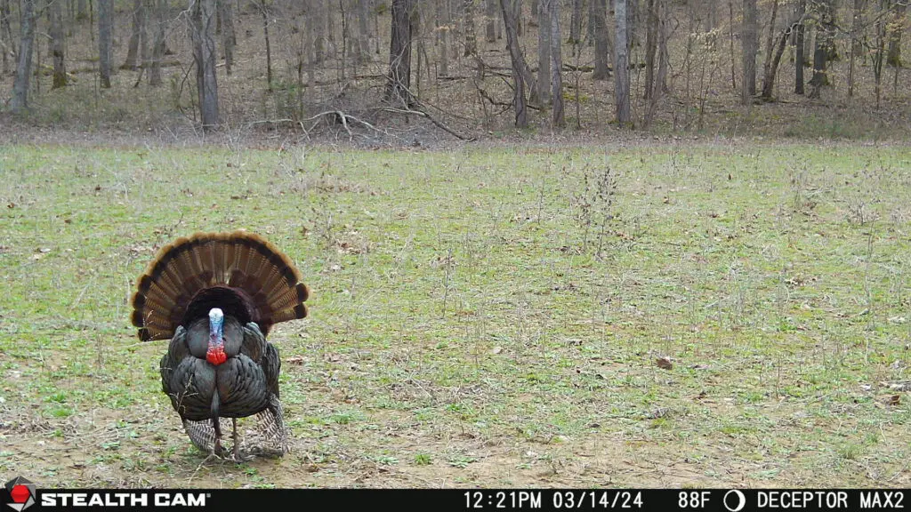 Deceptor™ Max Cellular Trail Camera | Stealth Cam