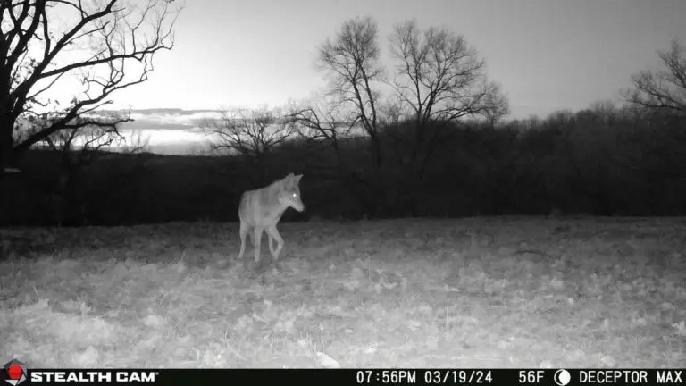 Deceptor™ Max Cellular Trail Camera | Stealth Cam