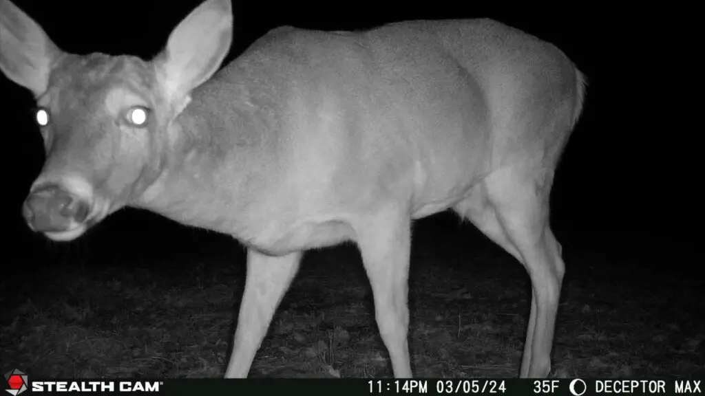 Deceptor™ Max Cellular Trail Camera | Stealth Cam