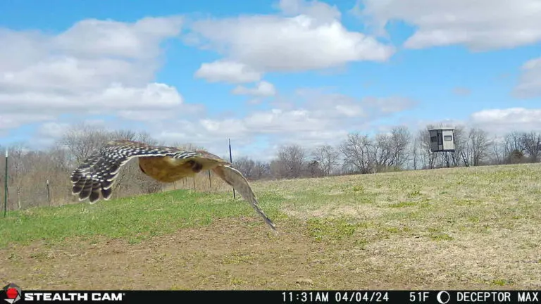 Deceptor™ Max Cellular Trail Camera | Stealth Cam