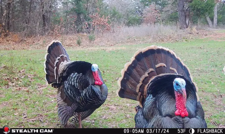 Flashback Xenon Flash Trail Camera | Stealth Cam