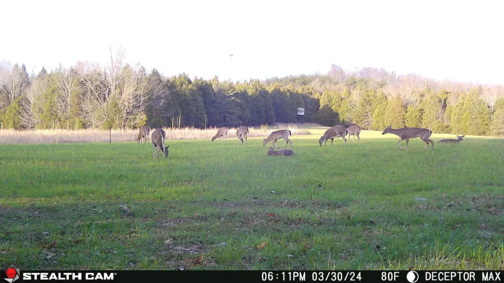 Deceptor™ Max Cellular Trail Camera | Stealth Cam