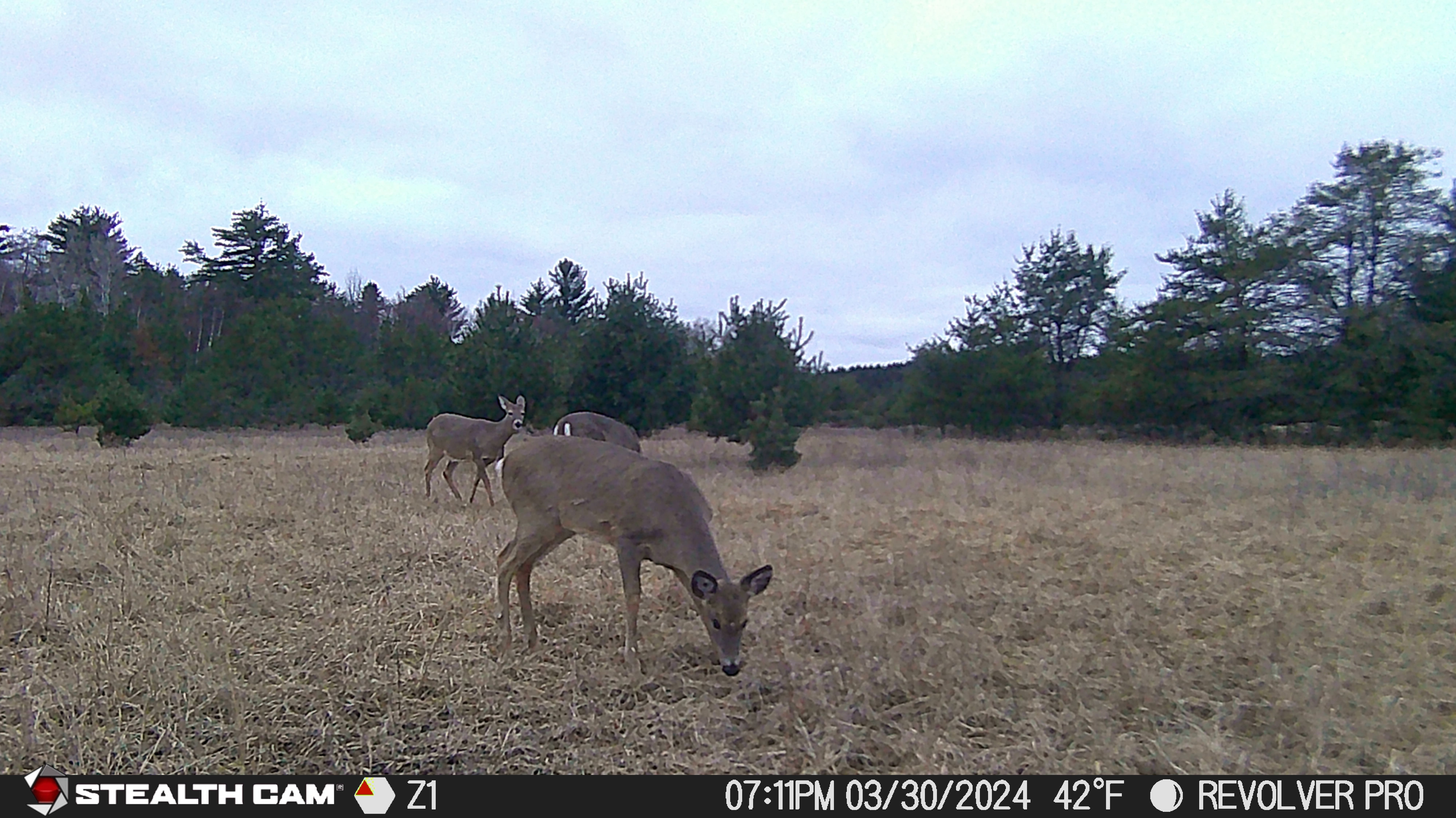 Spring Trail Cam Guide | Stealth Cam