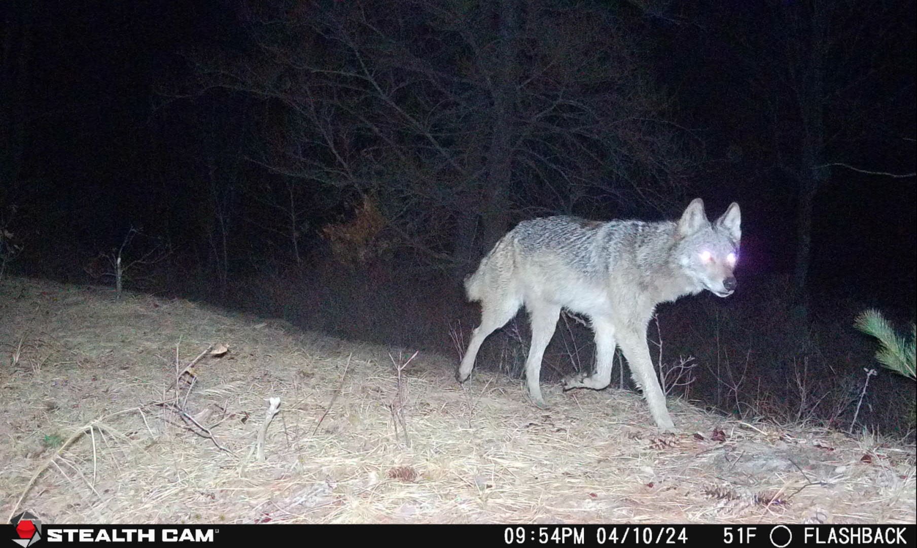 Flashback White Flash Cellular Trail Camera | Stealth Cam