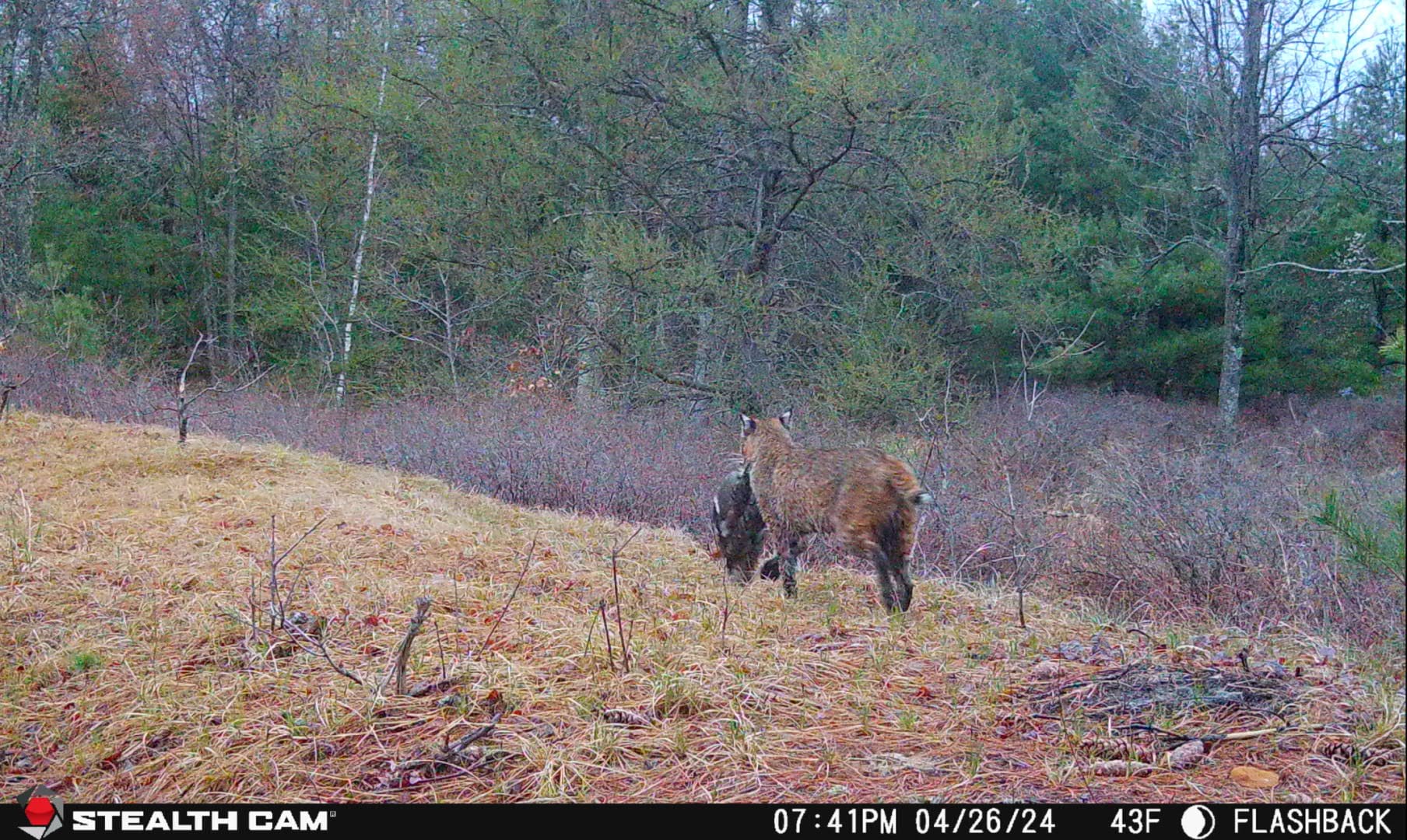 Spring Trail Cam Guide | Stealth Cam