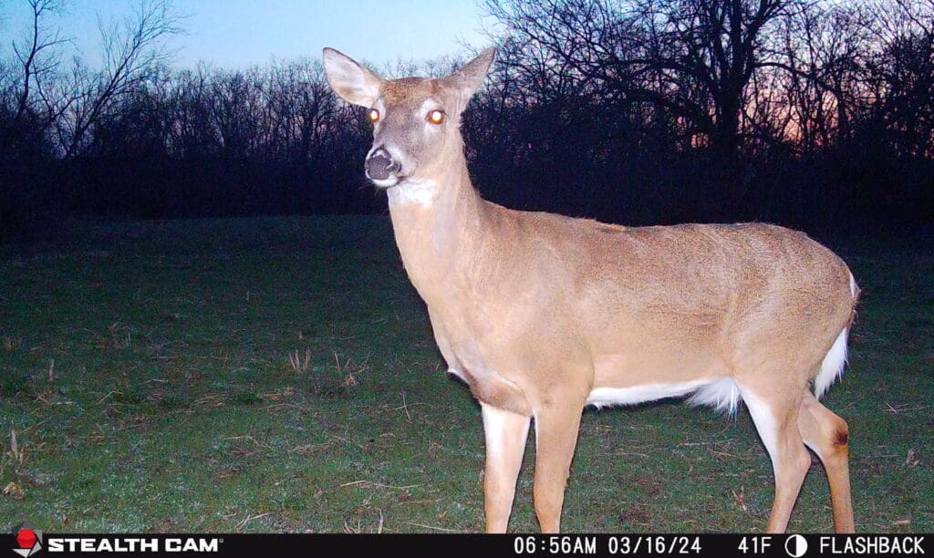 Flashback White Flash Cellular Trail Camera | Stealth Cam
