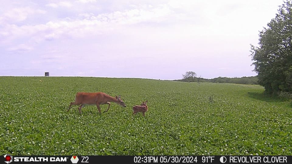 The Perfect Trail Camera Plan for Food Plots | Stealth Cam