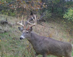 360-Degree Trail Cameras | Stealth Cam Technology