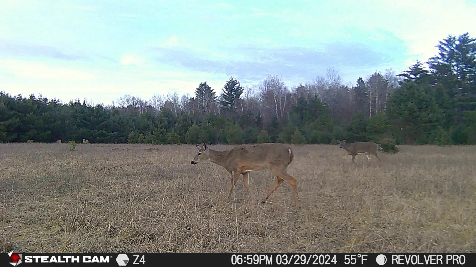 10 Reasons Why You Need a 360 Trail Camera | Stealth Cam