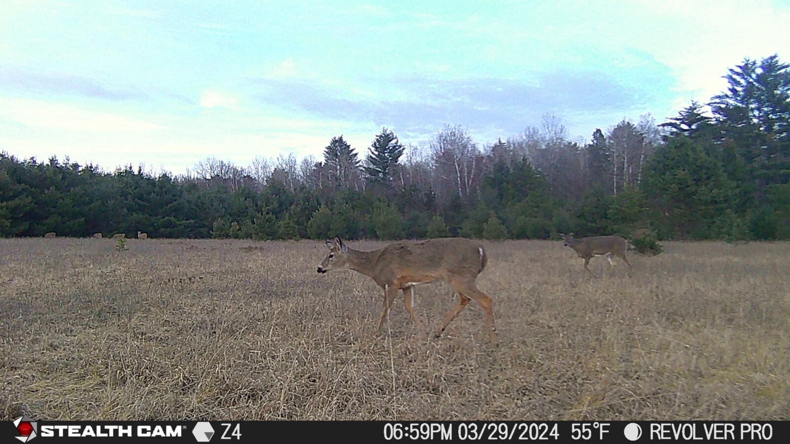 10 Reasons Why You Need a 360 Trail Camera | Stealth Cam