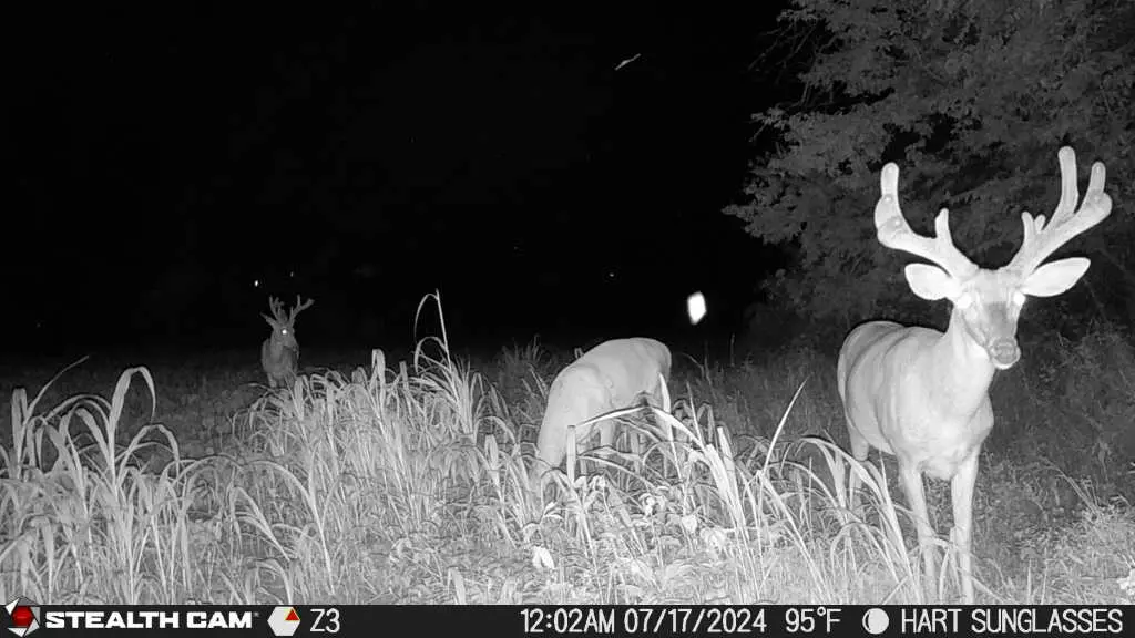 The Perfect Trail Camera Plan for Food Plots | Stealth Cam