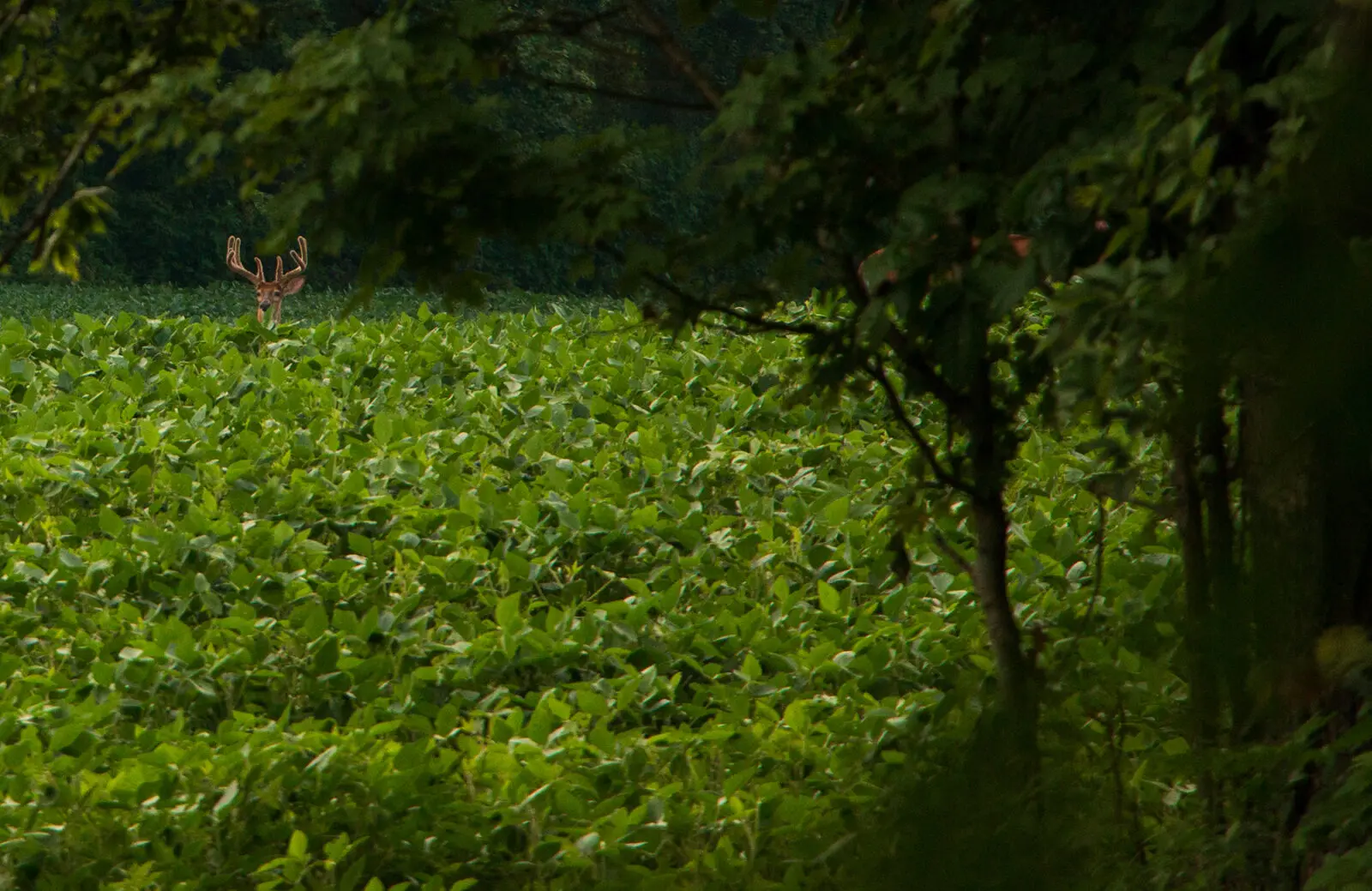 The Perfect Trail Camera Plan for Food Plots | Stealth Cam