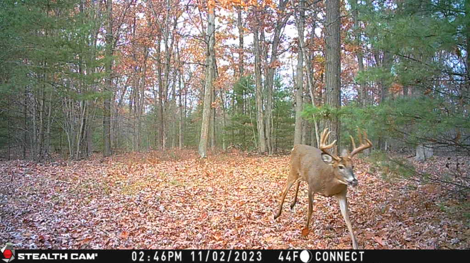 The Perfect Trail Camera Plan for Food Plots | Stealth Cam