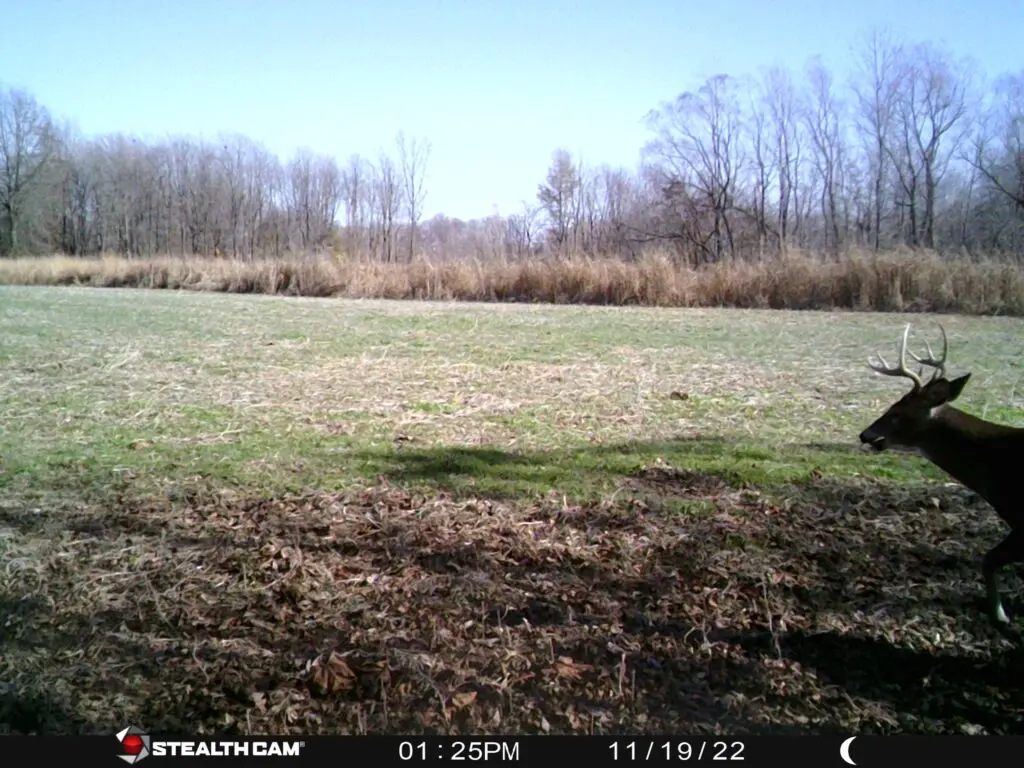 How to Harvest That Huge Buck on Your Trail Camera | Stealth Cam