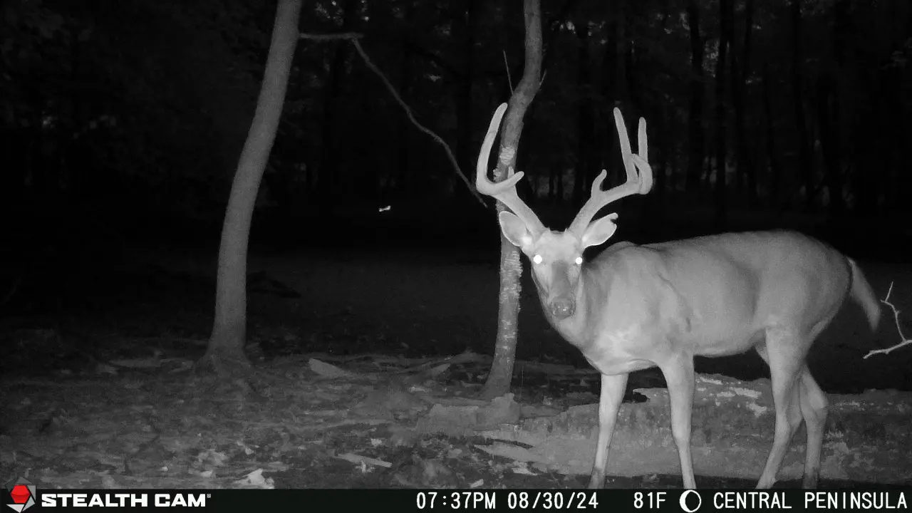 How to Harvest That Huge Buck on Your Trail Camera | Stealth Cam