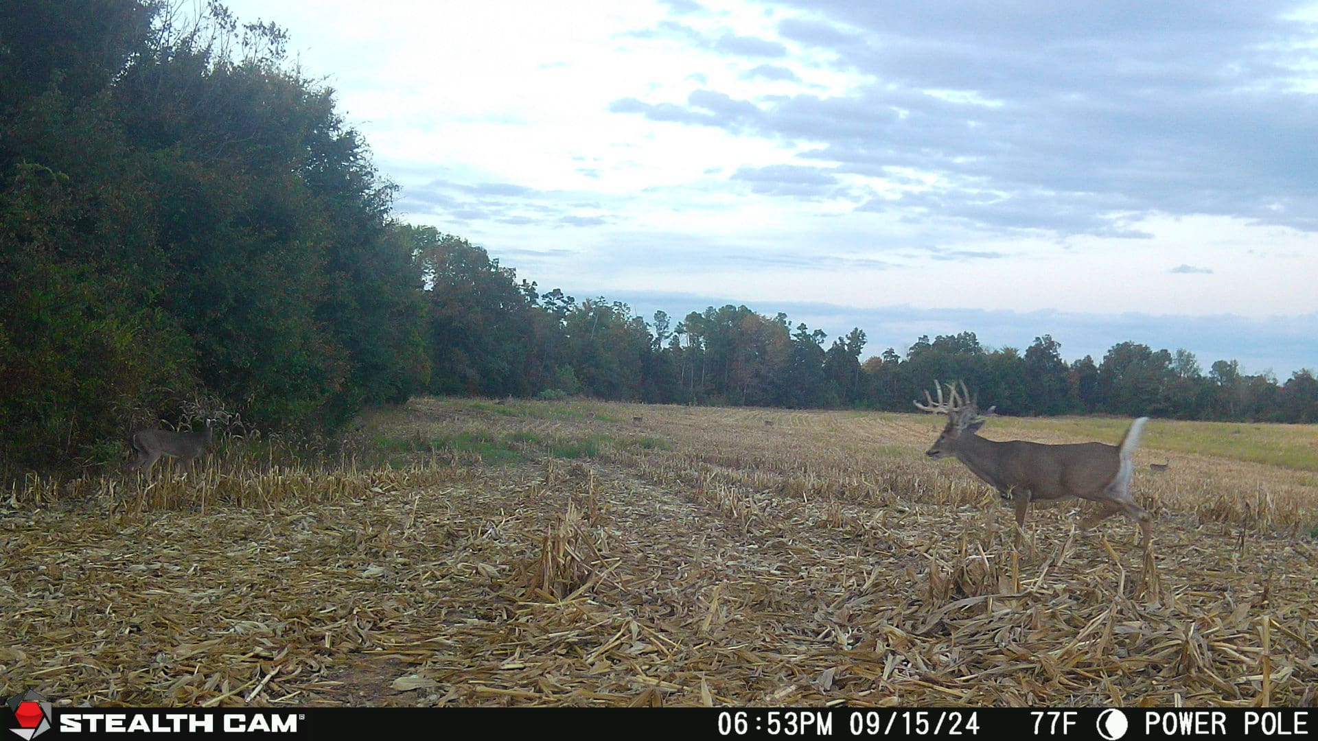 Why Relying on Just One Cellular Trail Camera Could Limit Your Success ...
