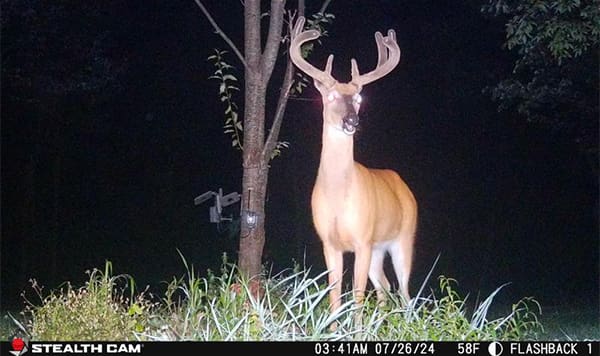 Flashback Xenon Flash Trail Camera | Stealth Cam