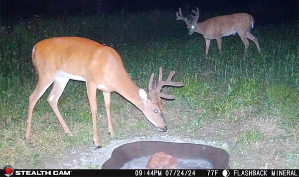 Flashback Xenon Flash Trail Camera | Stealth Cam