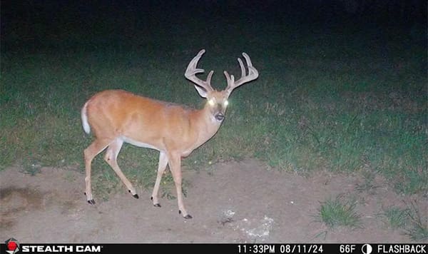 Flashback Xenon Flash Trail Camera | Stealth Cam