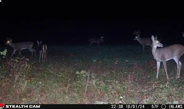 Flashback Xenon Flash Trail Camera | Stealth Cam