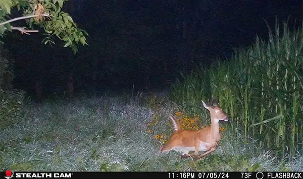 Flashback Xenon Flash Trail Camera | Stealth Cam