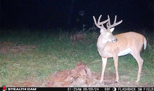 Flashback Xenon Flash Trail Camera | Stealth Cam