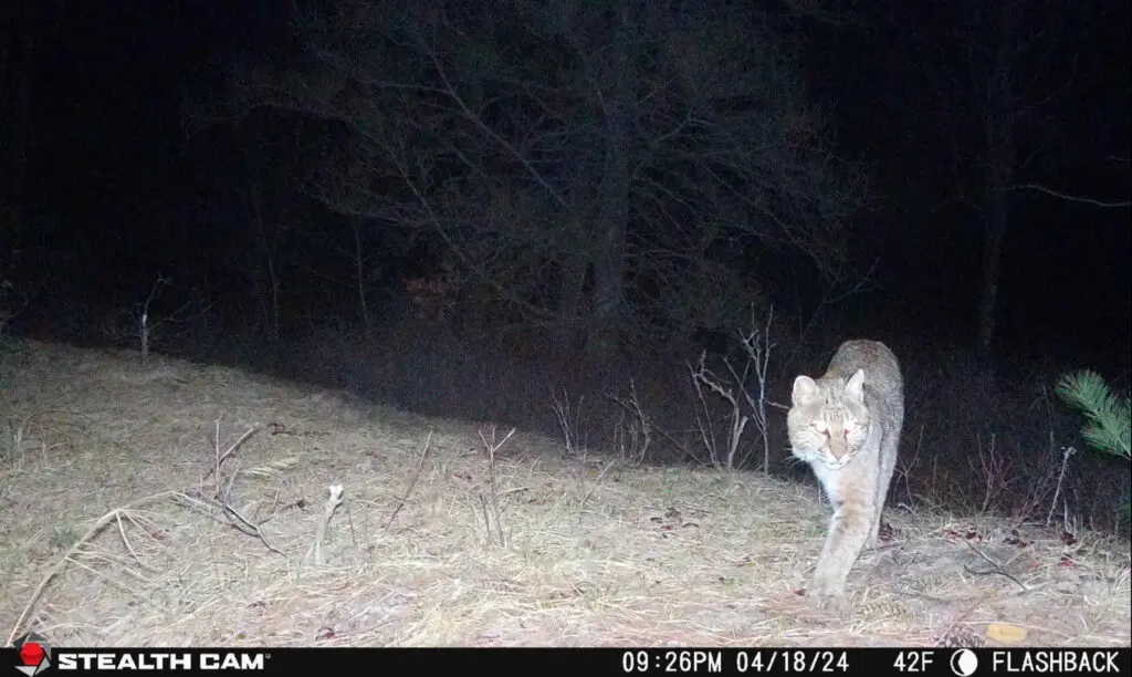 Flashback Xenon Flash Trail Camera | Stealth Cam