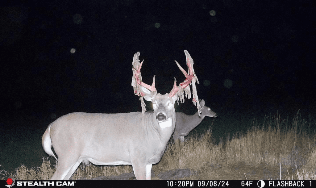 Flashback Xenon Flash Trail Camera | Stealth Cam