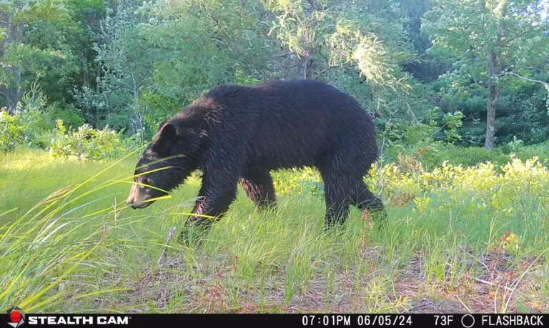 Flashback Xenon Flash Trail Camera | Stealth Cam