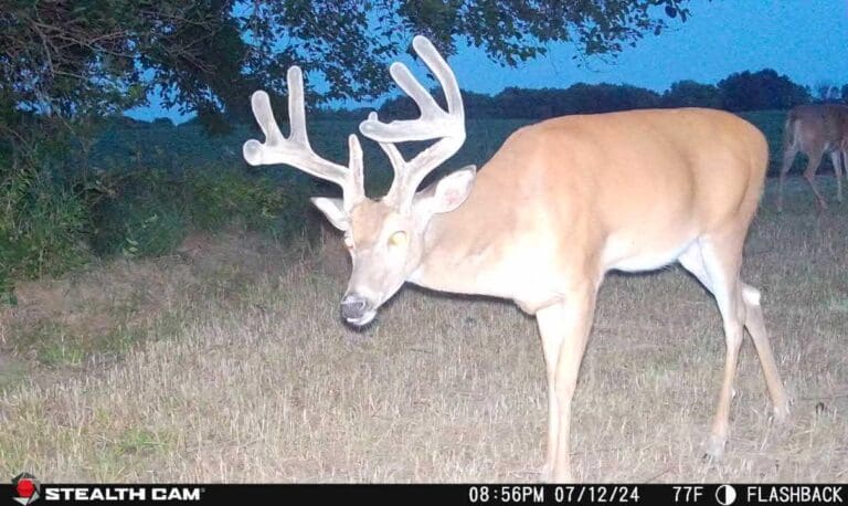 Flashback Xenon Flash Trail Camera | Stealth Cam