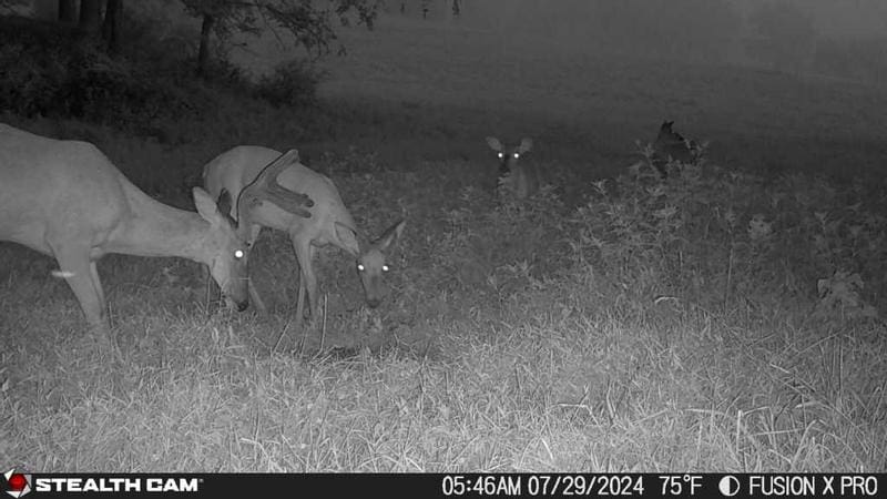 Fusion Max Cellular Trail Camera | Stealth Cam