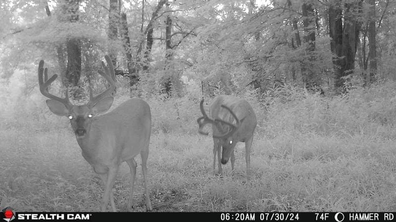 Fusion Max Cellular Trail Camera | Stealth Cam