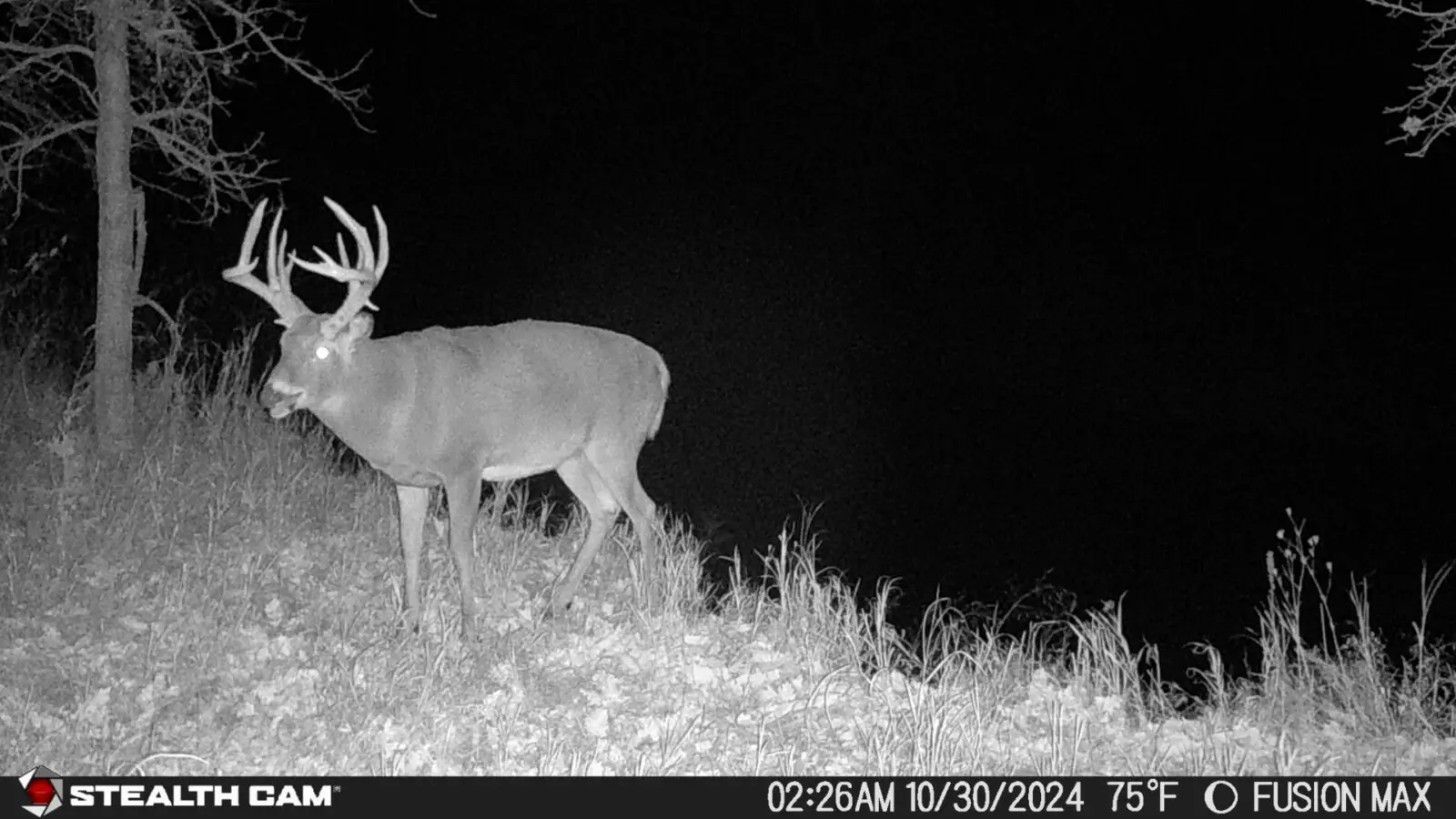 Fusion Max Cellular Trail Camera | Stealth Cam